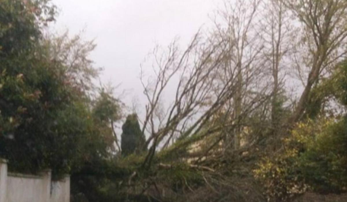 WEATHER ALERT: Trees down across Longford as Storm Eleanor hits ...