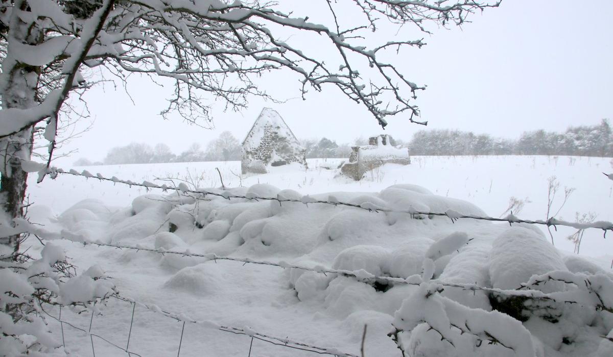 Pictures: Newcastle Wood, Ballymahon under a blanket of snow - stunning ...