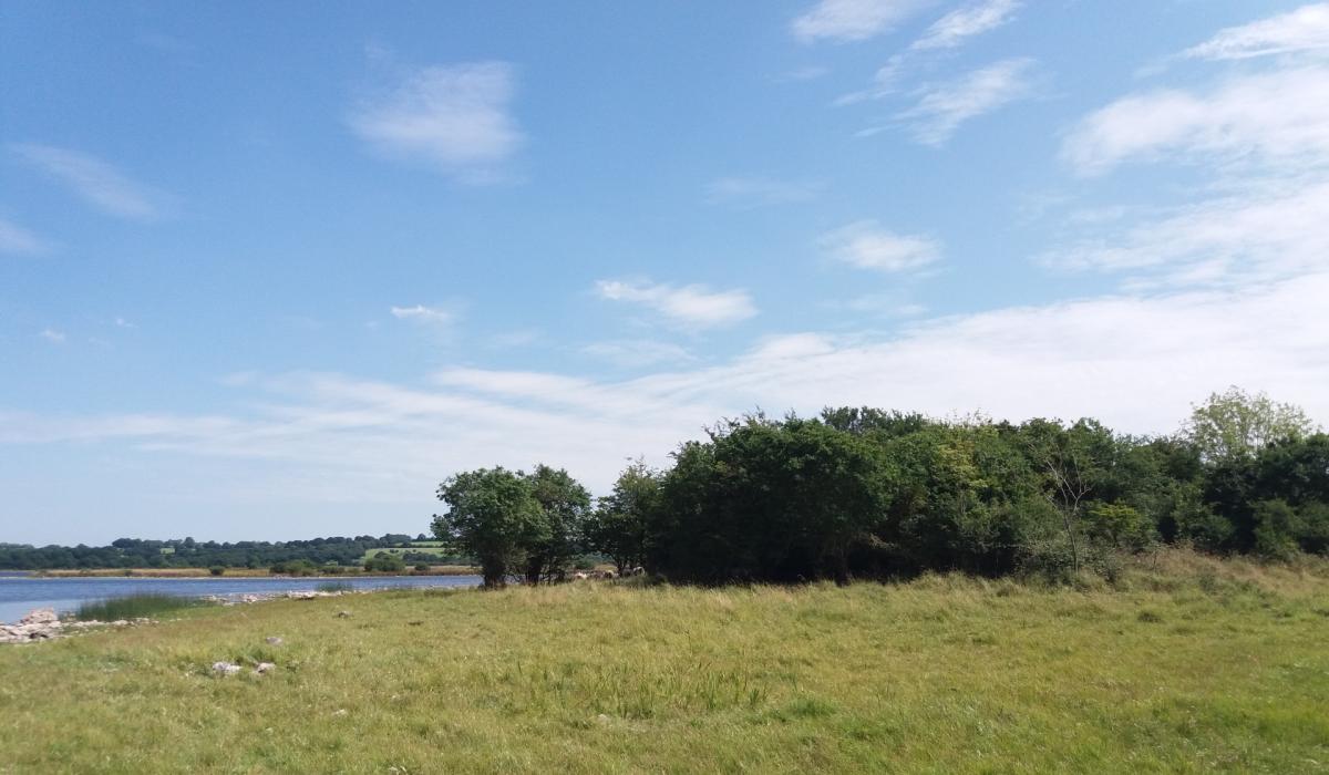 Conservation works underway in Longford on The Black Islands in Lough ...