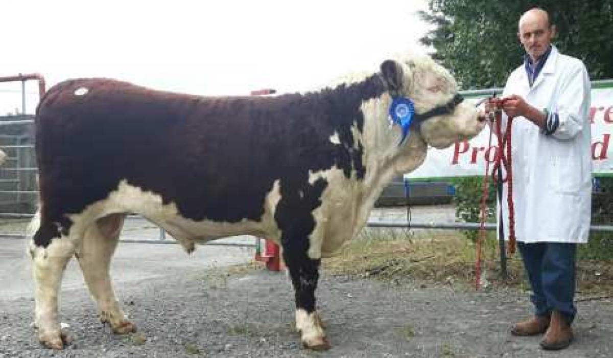 Longford farmer achieves €5,950 at Nenagh show and sale - Longford Live