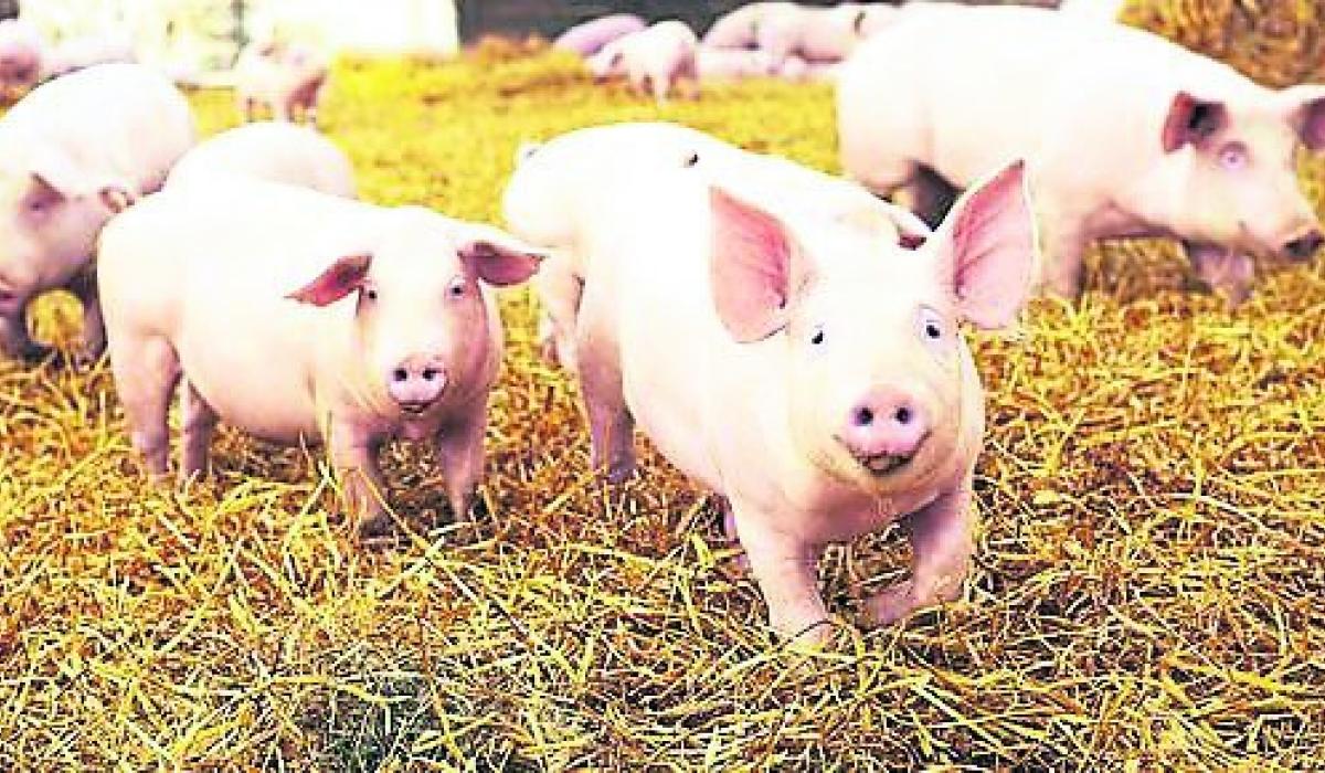 Irish pig farmers losing money for 400 days - Longford Live