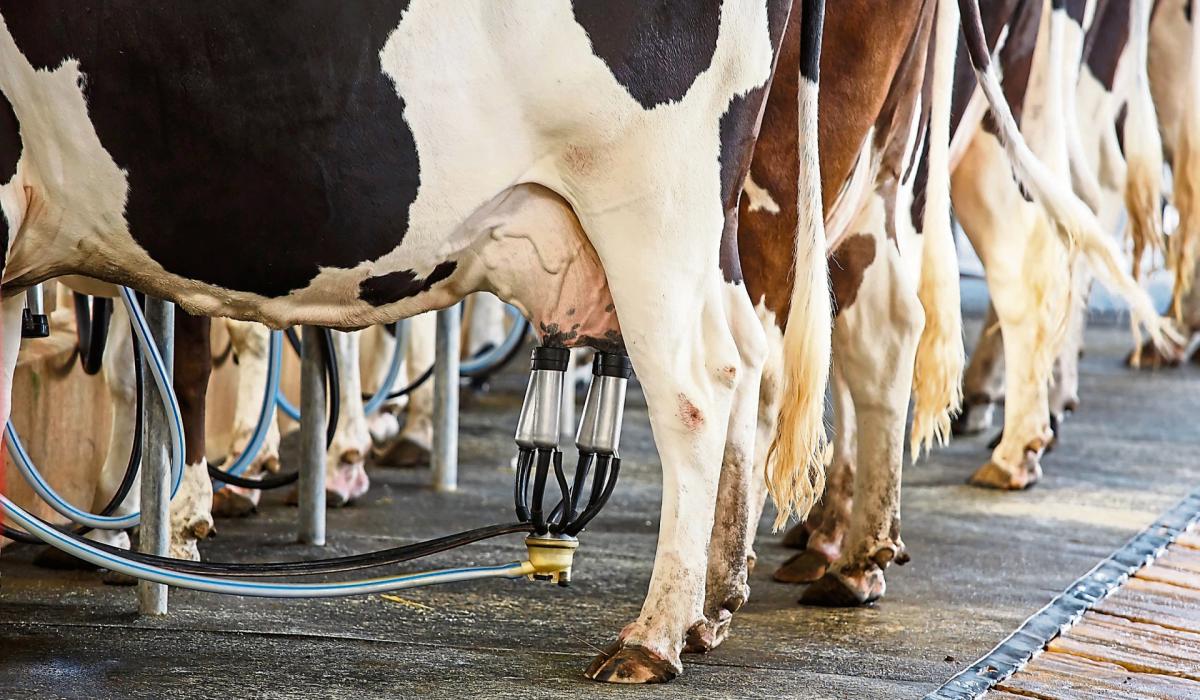 Longford farmers hear ICMSA demand ‘hold’ on milk price - Longford Live