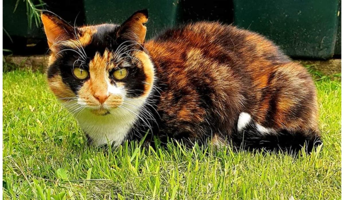 Have you seen Lilou? Beloved cat missing from Longford Town since last ...