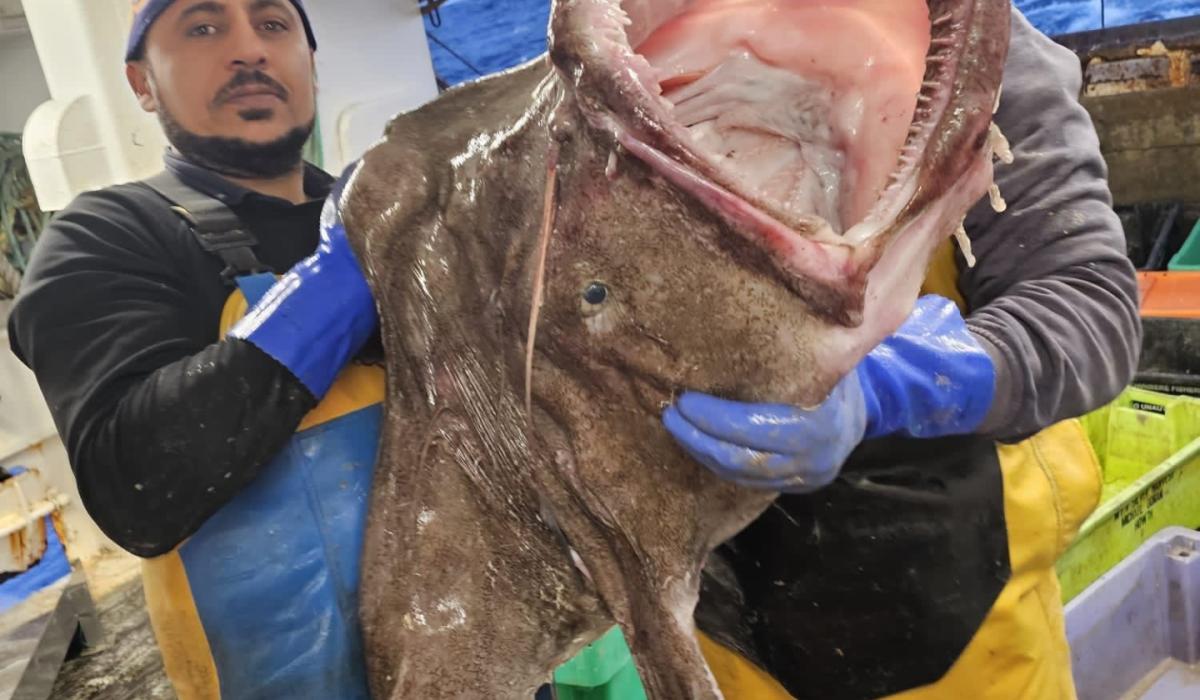 PICTURES: 'Monster Monkfish' caught off West Coast comes to a local ...