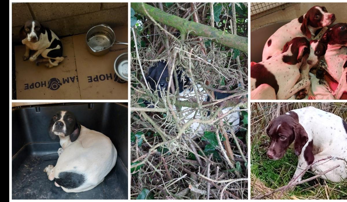 Terrifying ordeal: Five puppies dumped one-by-one in various locations ...
