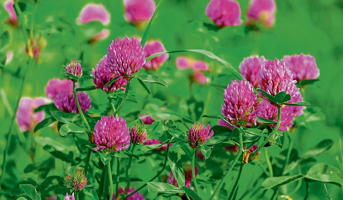 Longford Farming: Growing Red Clover to reduce costs and improve ...