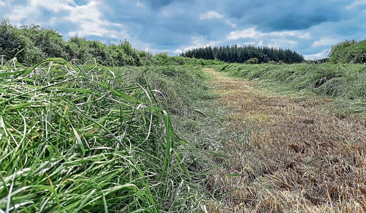 Longford Farming: Tips for making good quality baled silage - Longford Live