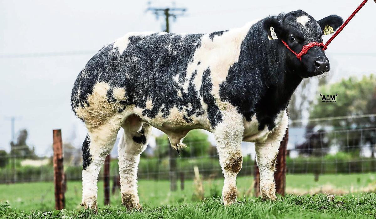 Pedigree Belgian Blue stock goes under the hammer on Longford farm ...