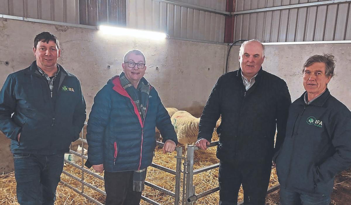 Almost €160,000 in payments for 189 Longford sheep farmers - Longford Live