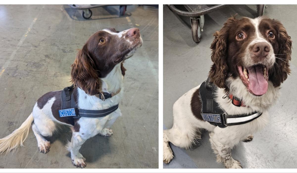 Revenue's little helpers seize contraband worth over €880k just before ...