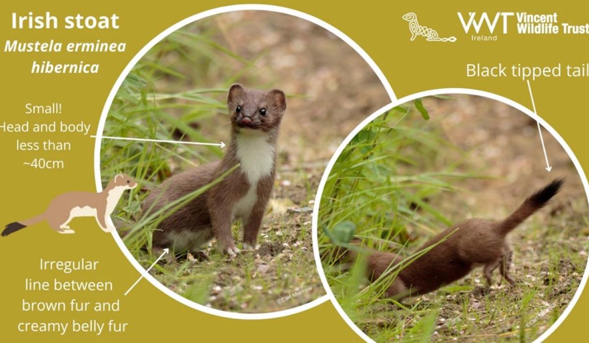 Longford wildlife enthusiasts asked: “Have you seen an Irish stoat ...