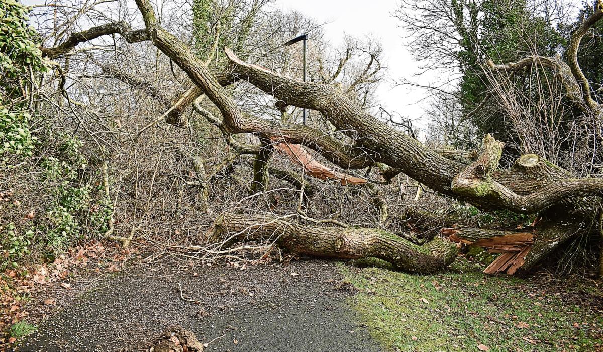 Longford Councillors call for landowners to fell roadside trees ...