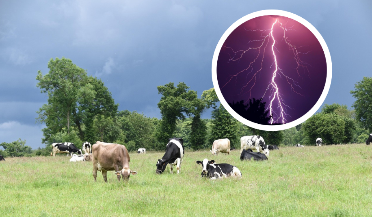 'A huge shock' - Ten cows killed by freak lightning strike on farm in ...