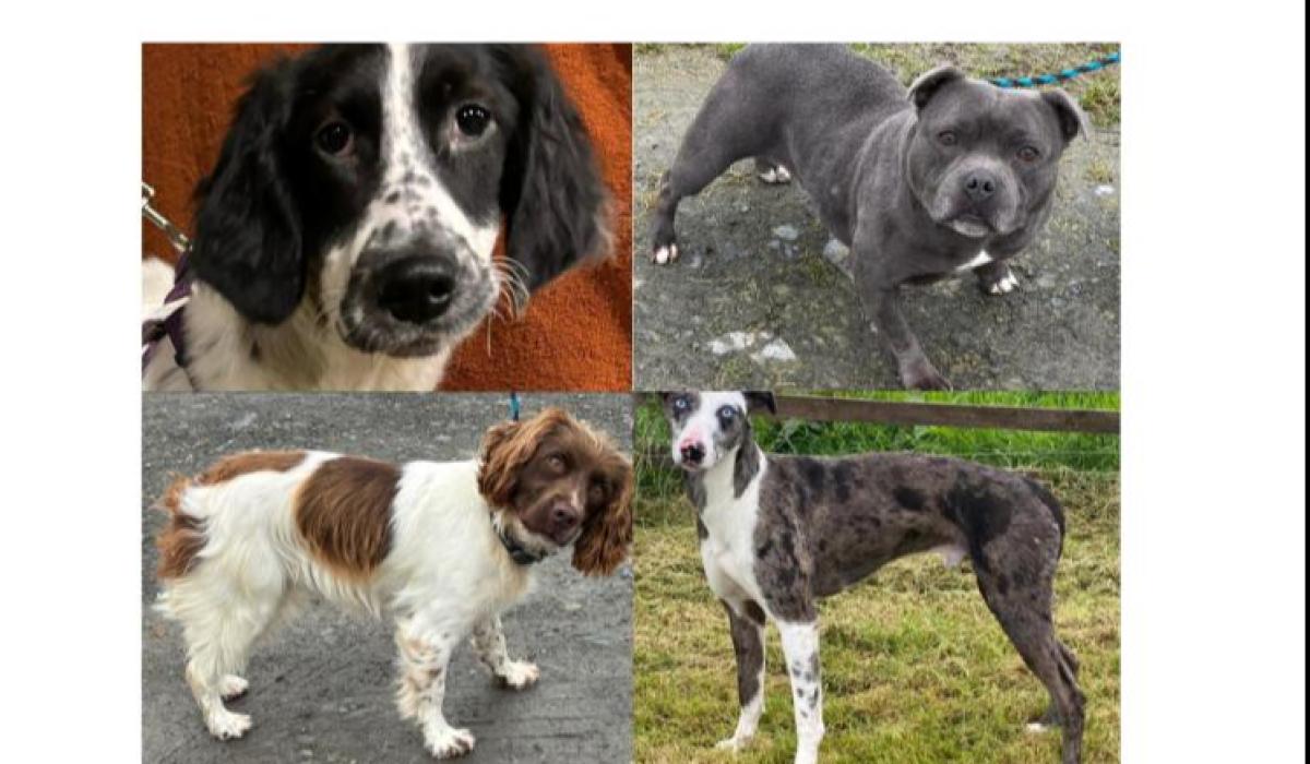 PICTURES: Animal Haven Ireland have these rescue dogs now available to ...