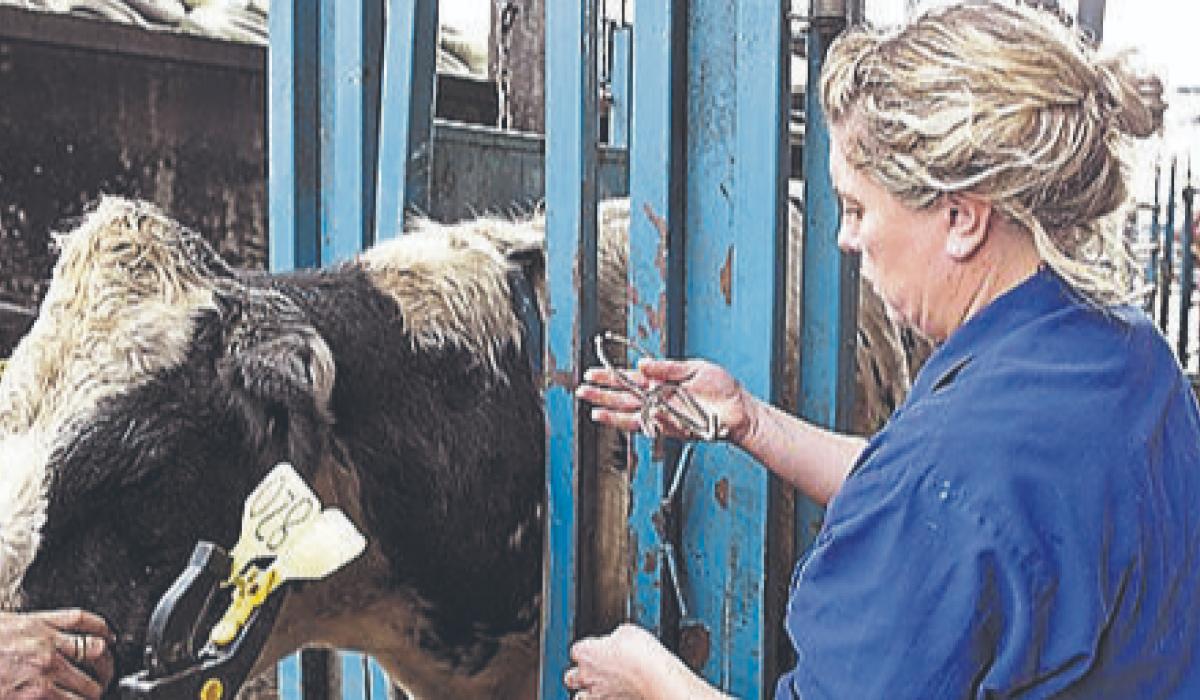 ICSA say TB compensation must rise for Longford farmers to reflect real ...