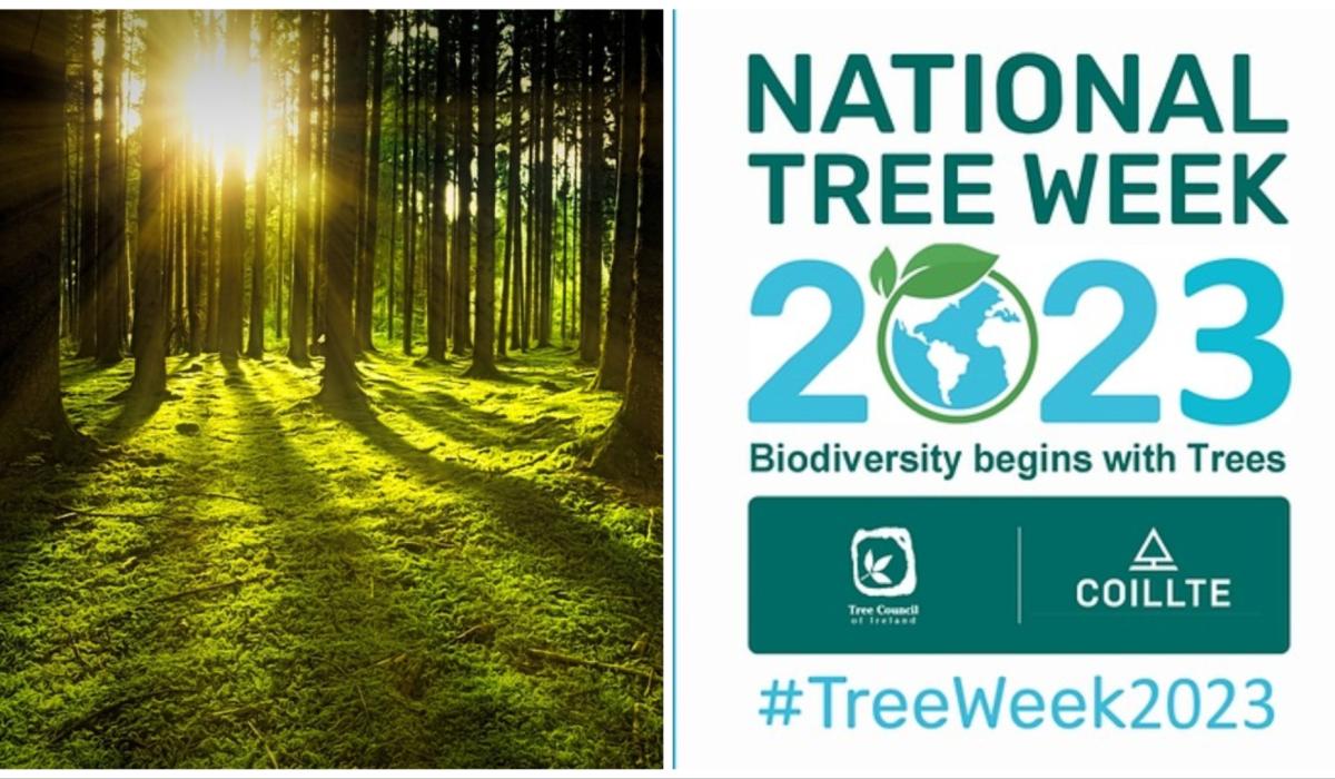 Longford groups urged to get involved in National Tree Week - Longford Live