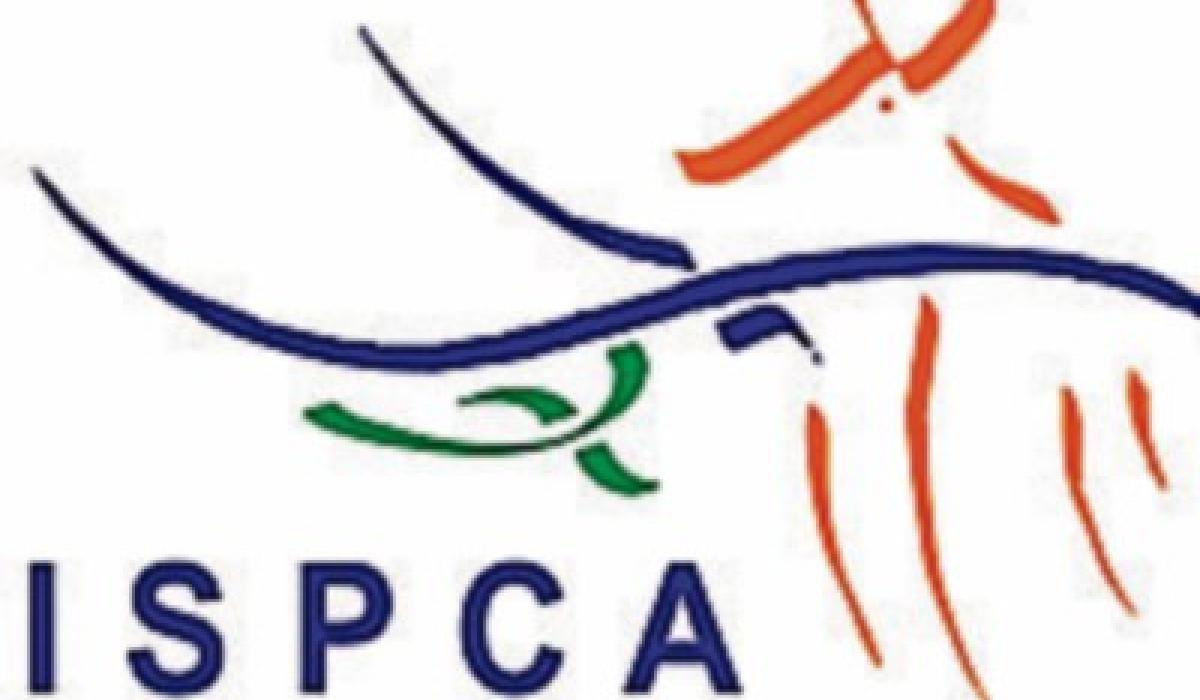 ISPCA Volunteer Event In Ballymahon Longford Live ispca-volunteer-event-in-ballymahon-longford-live