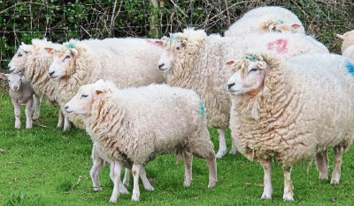 Sheep Census forms deadline extension for Longford farmers - Longford Live
