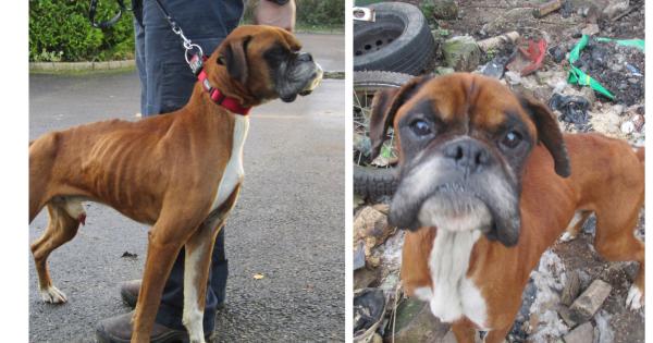 Rescued boxer dogs find an amazing home together after spell of ...