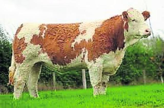 simmental society