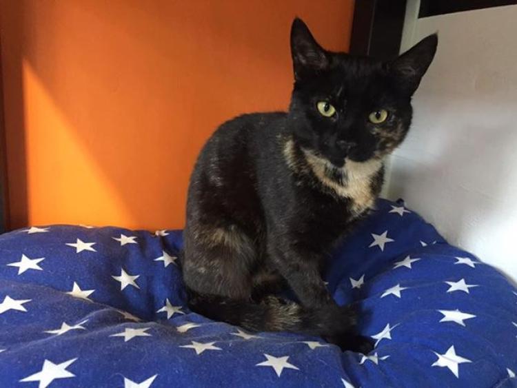 Have you seen Molly the cat? - Longford Leader