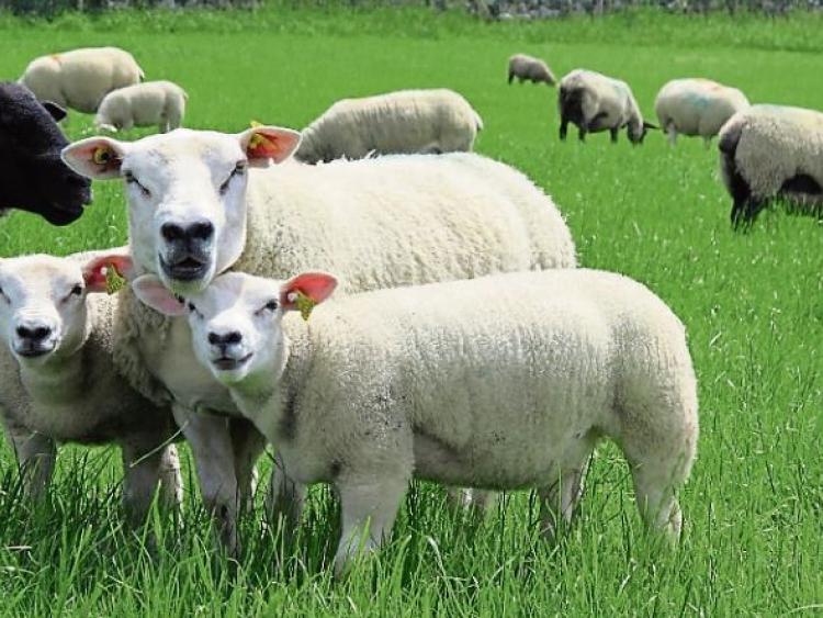 Longford Leader Farming: Preventing Blowfly strike in sheep this summer ...