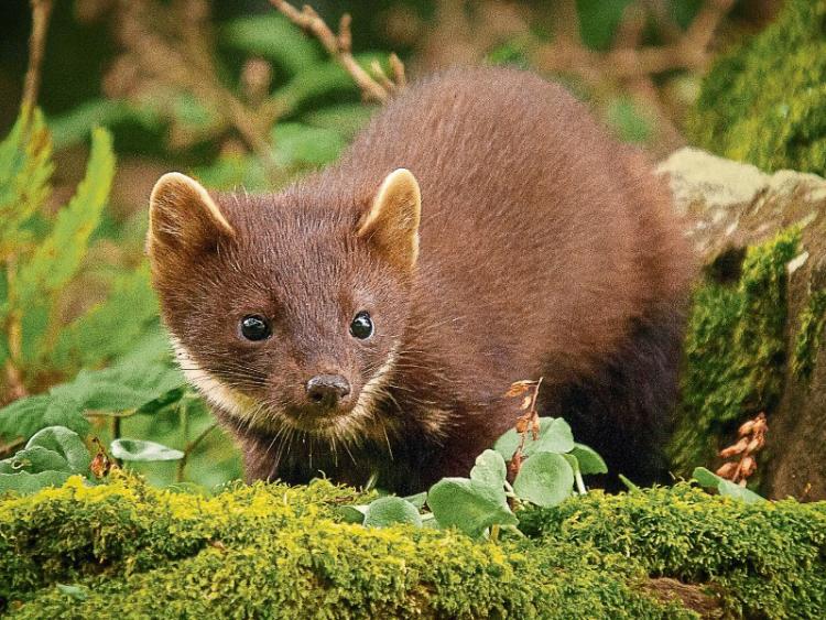 Watch | Dramatic footage of pine marten attempting to gain entry to a ...