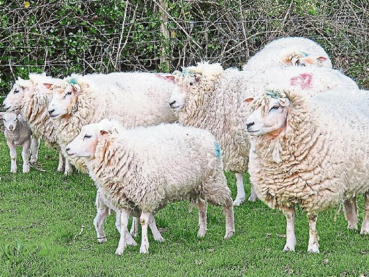 Festive cheer for Longford sheep farmers - Longford Leader