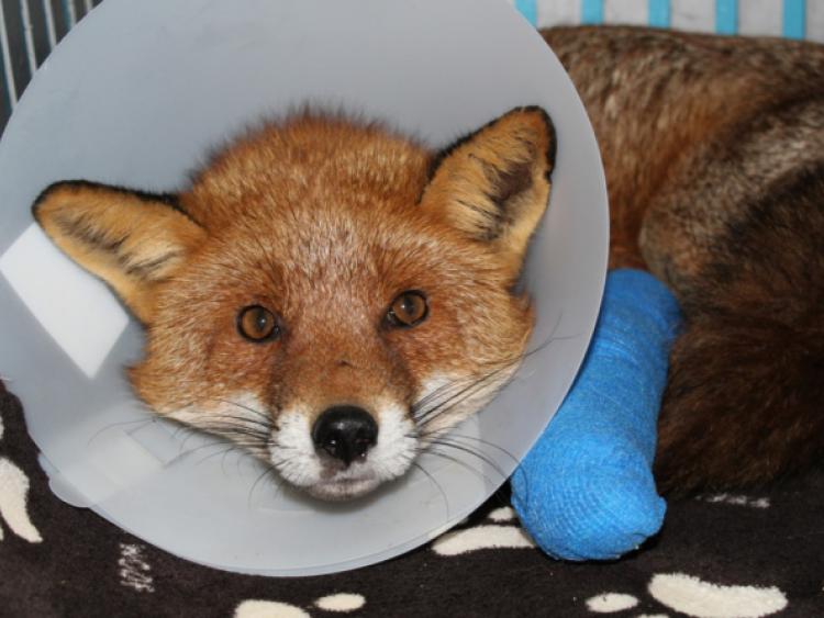 Help at hand for injured fox found in Longford - Longford Leader