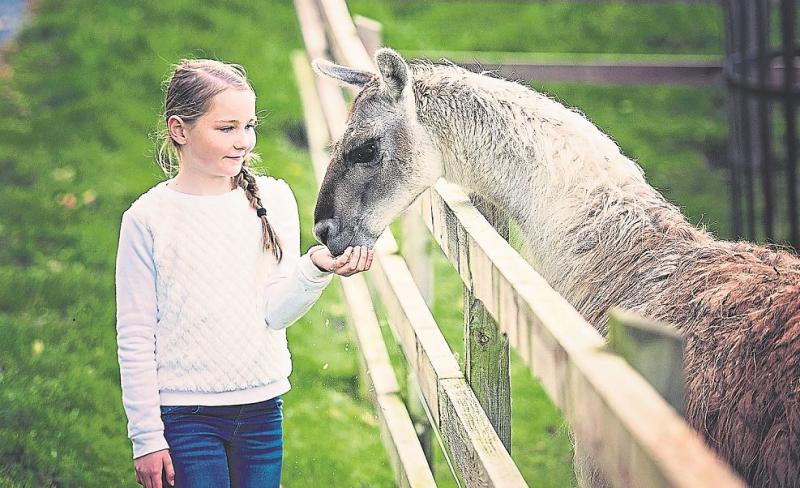 Family days out at Athlone's Glendeer Pet Farm - Longford Leader