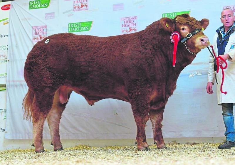 Longford breeder comes out on top at Limousin society show & sale ...