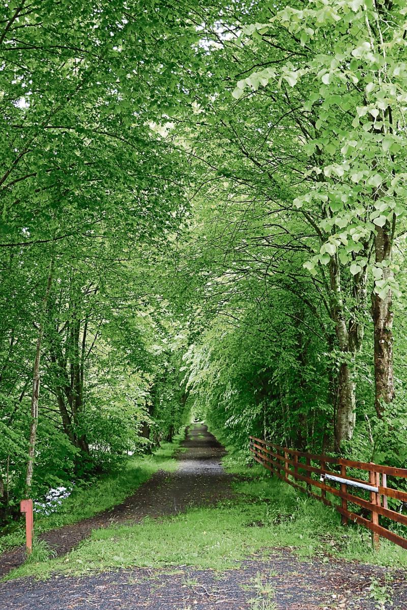 Public walk developed in Longford's Mosstown Forest - Longford Live
