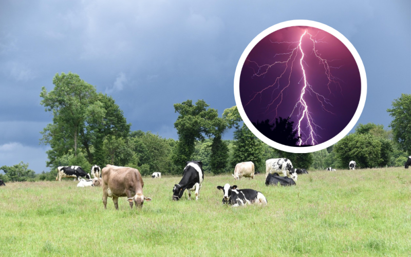 'A huge shock' - Ten cows killed by freak lightning strike on farm in county Cavan - Longford Live