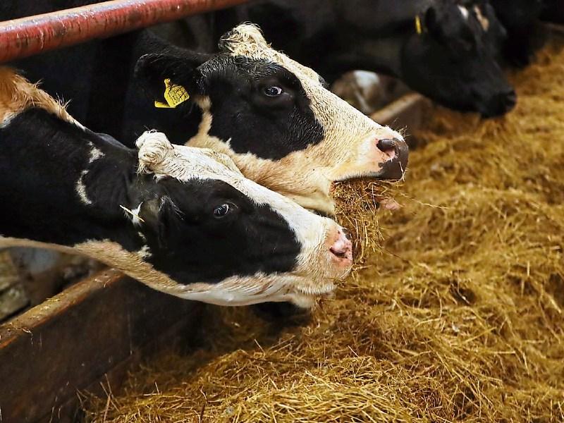 Calls for financial relief to aid Longford farmers hit by harsh summer ...