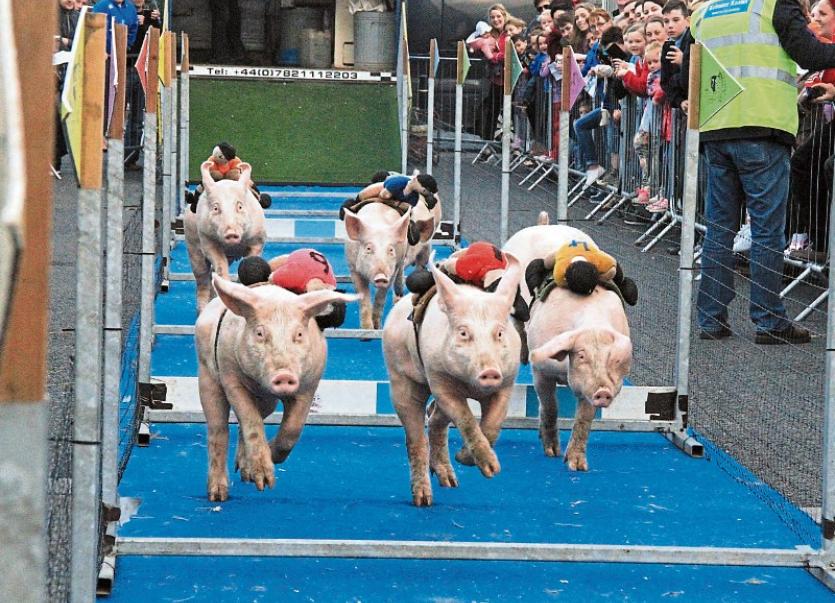 Pig racing event to raise Longford Festival funds - Longford Leader